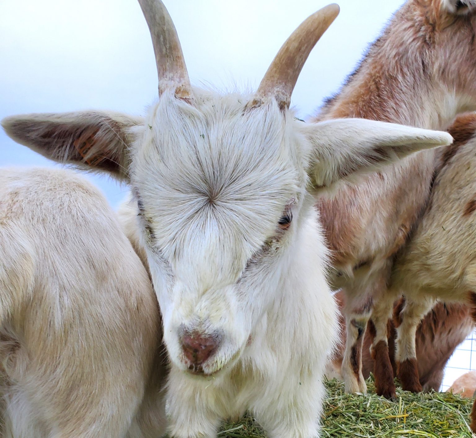 Kidding Oddities - Goat Journal